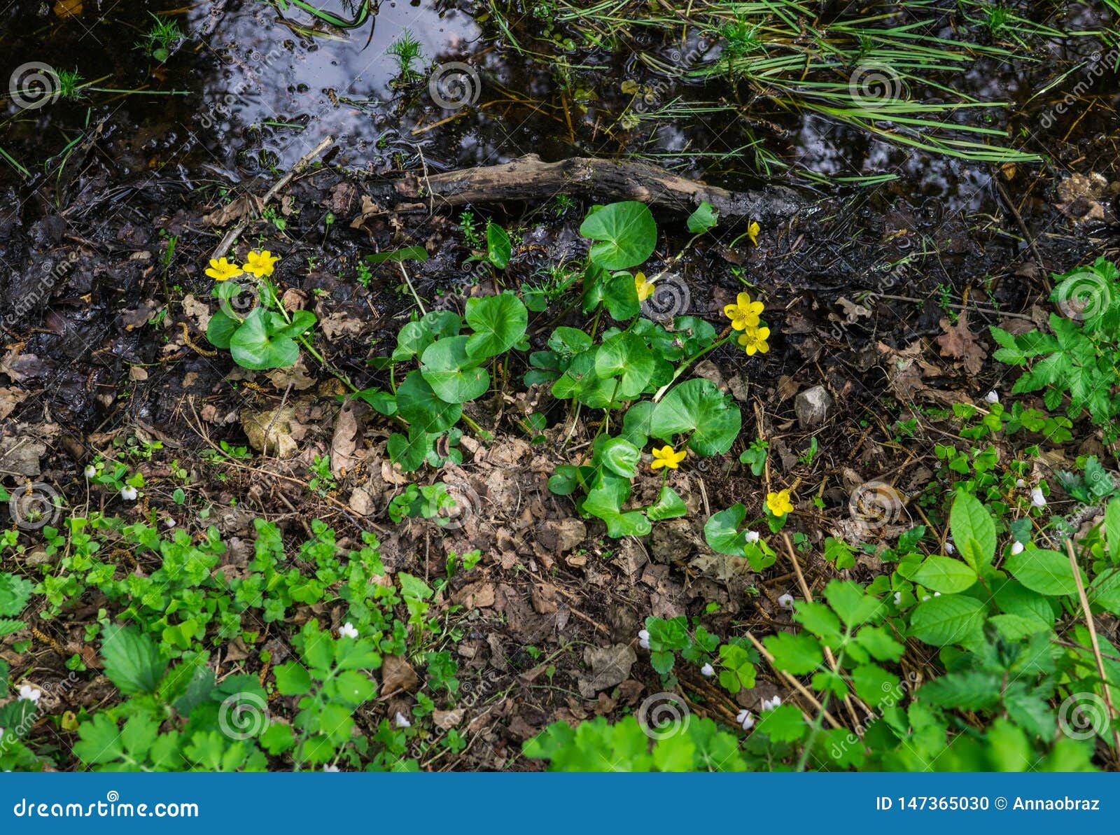 The First Greenery and Flowers in the Swamp in Spring.Marshmallow Stock ...