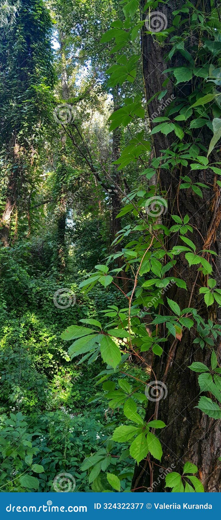 The First Greenery Growing in the Spring Stock Image - Image of grow ...