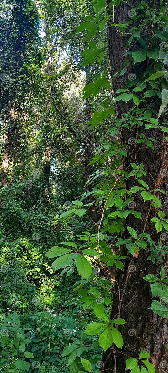The First Greenery Growing in the Spring Stock Image - Image of grow ...