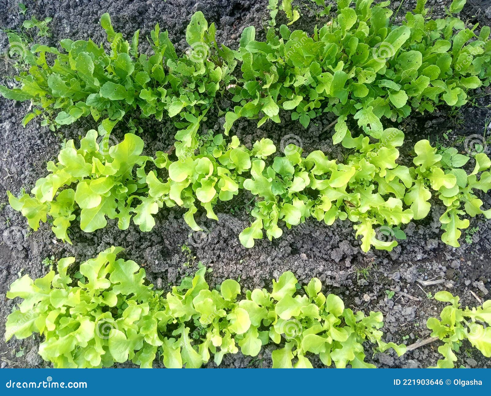 First Greens, Lettuce, Rucola, in the Garden Bed Stock Photo - Image of ...