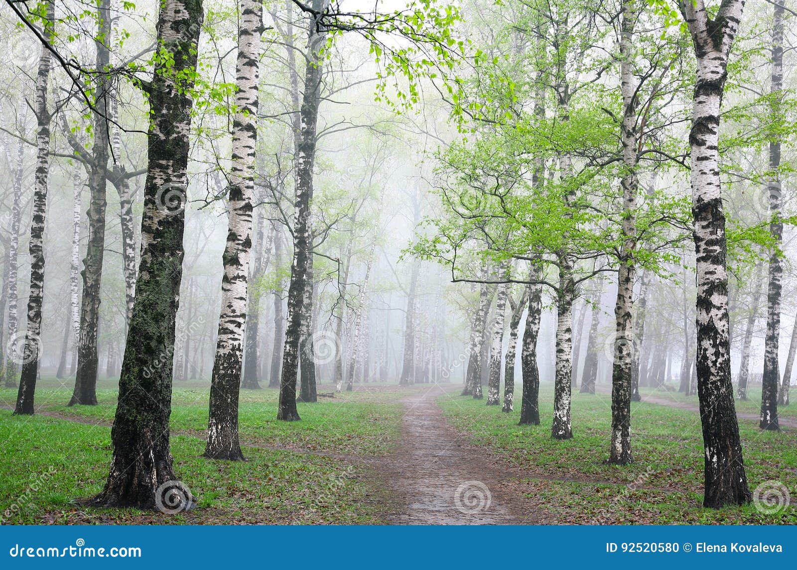 First Greens in Mist Spring Birch Forest Stock Photo - Image of forest ...
