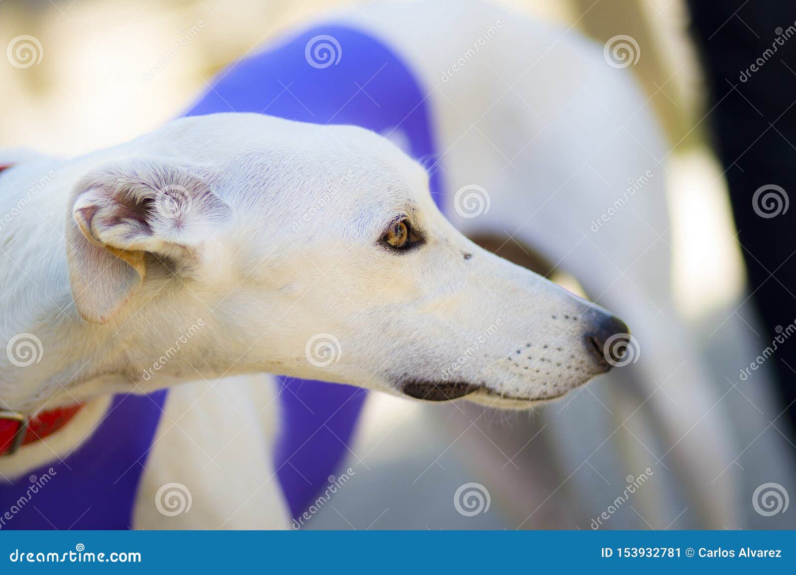 First greyhound corridor stock image. Image of espanol - 153932781