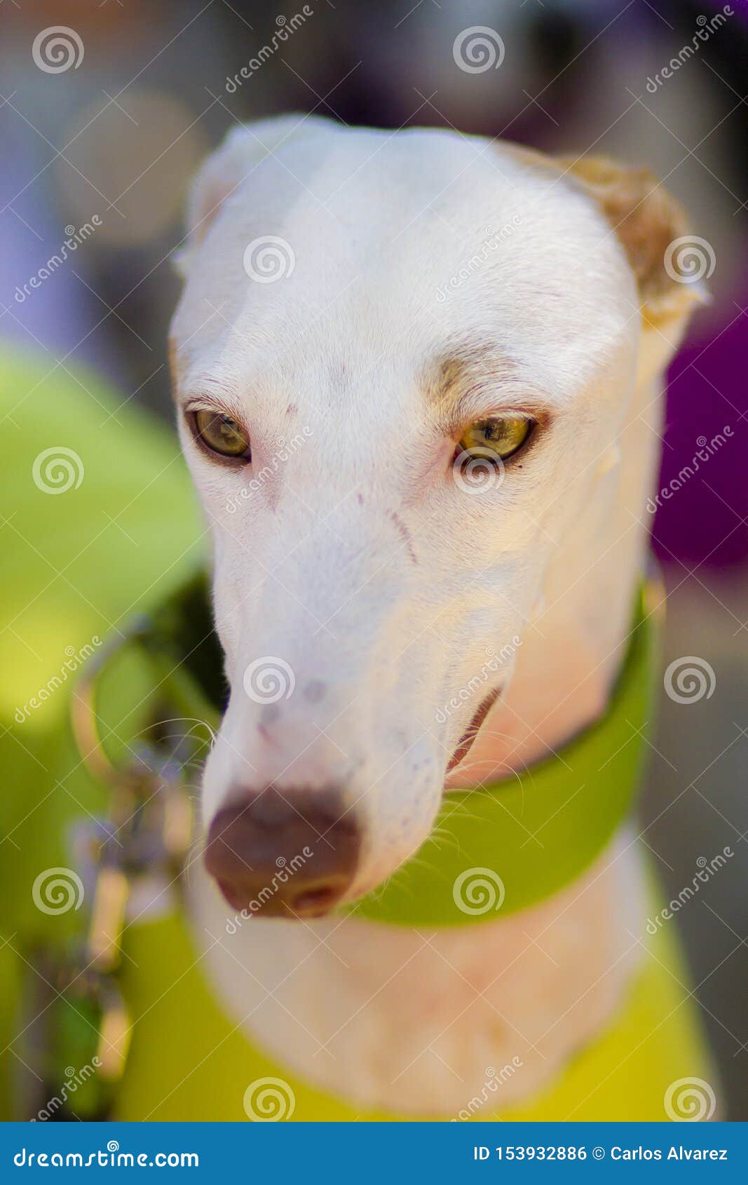 First greyhound corridor stock photo. Image of domestic - 153932886