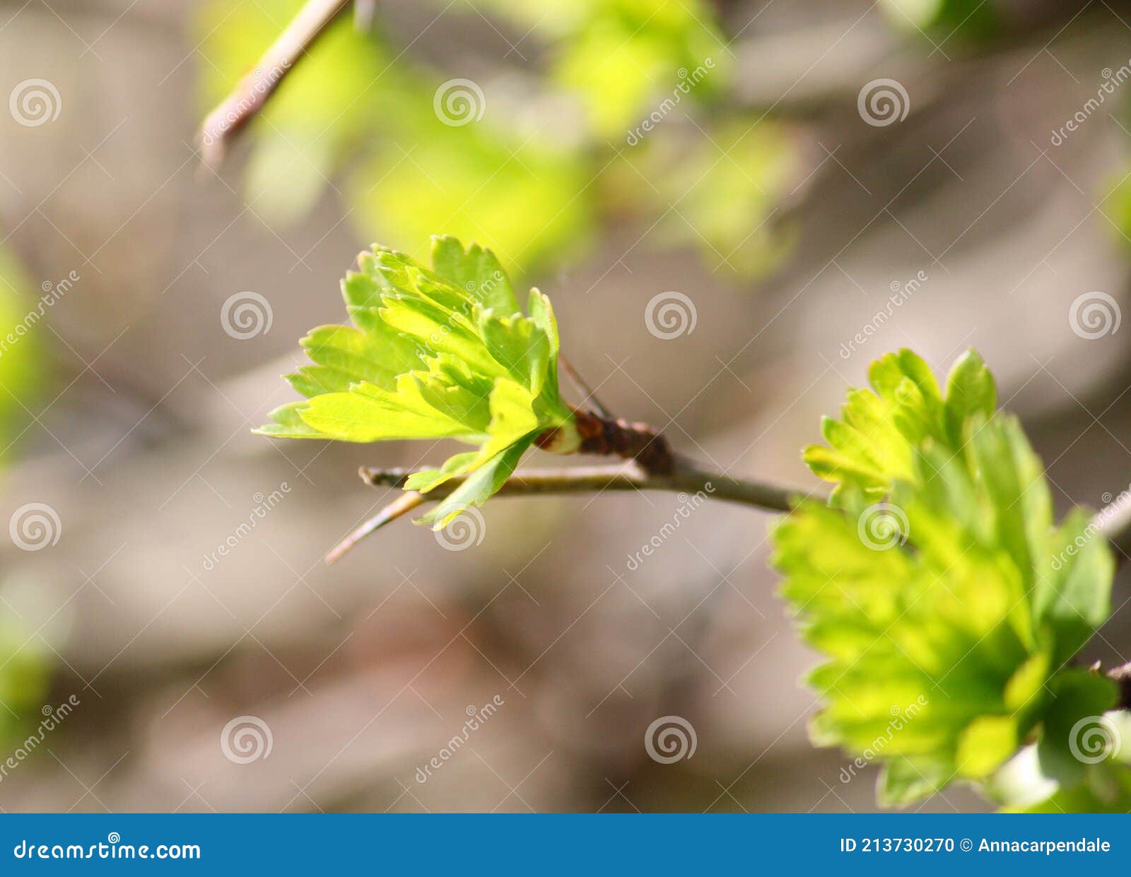 The First Hawthorn Leaves of Spring Emerging in the Sunshine. Stock ...