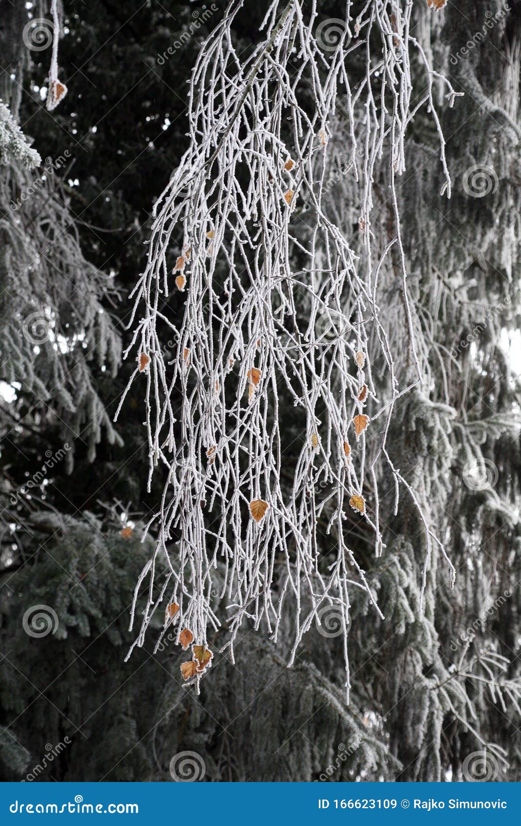 First Icy Greetings of a Real Winter Stock Image - Image of nature ...
