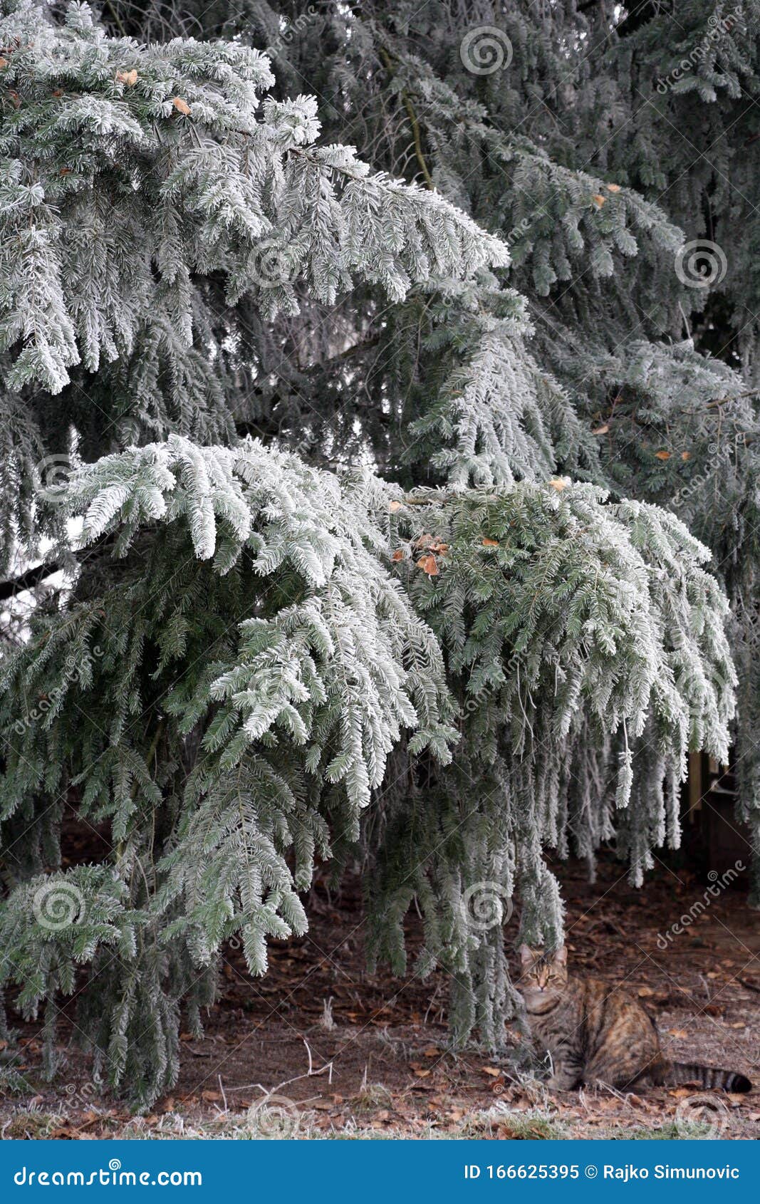 First Icy Greetings of a Real Winter Stock Image - Image of snow ...