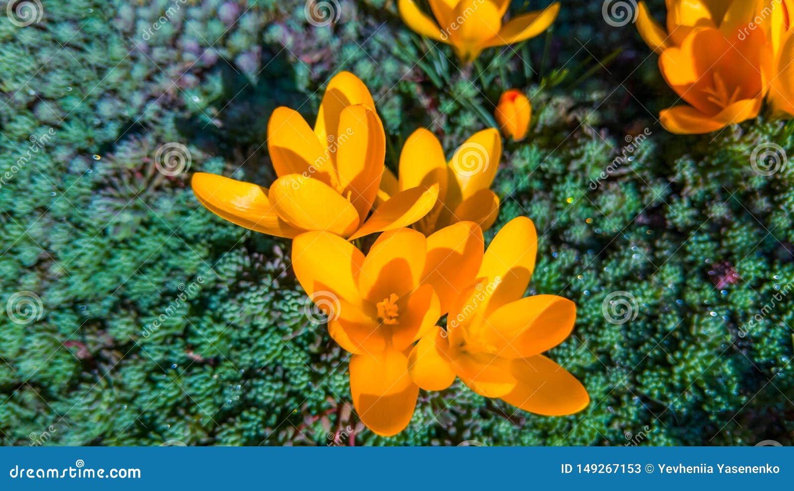 The First Introduction of Flowers, Yellow Snowdrops. Stock Image ...