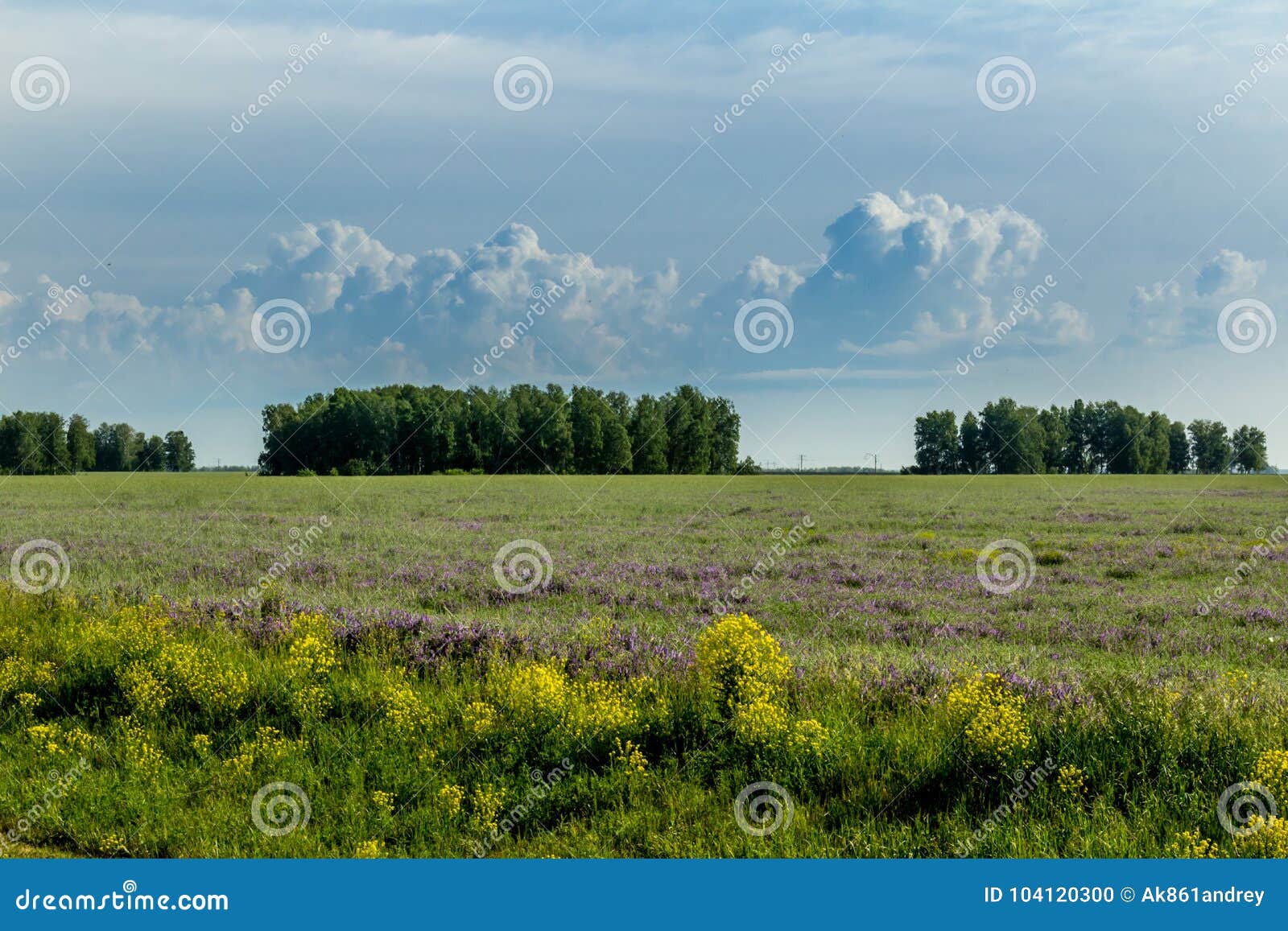 Field in June stock photo. Image of color, june, weeds - 104120300