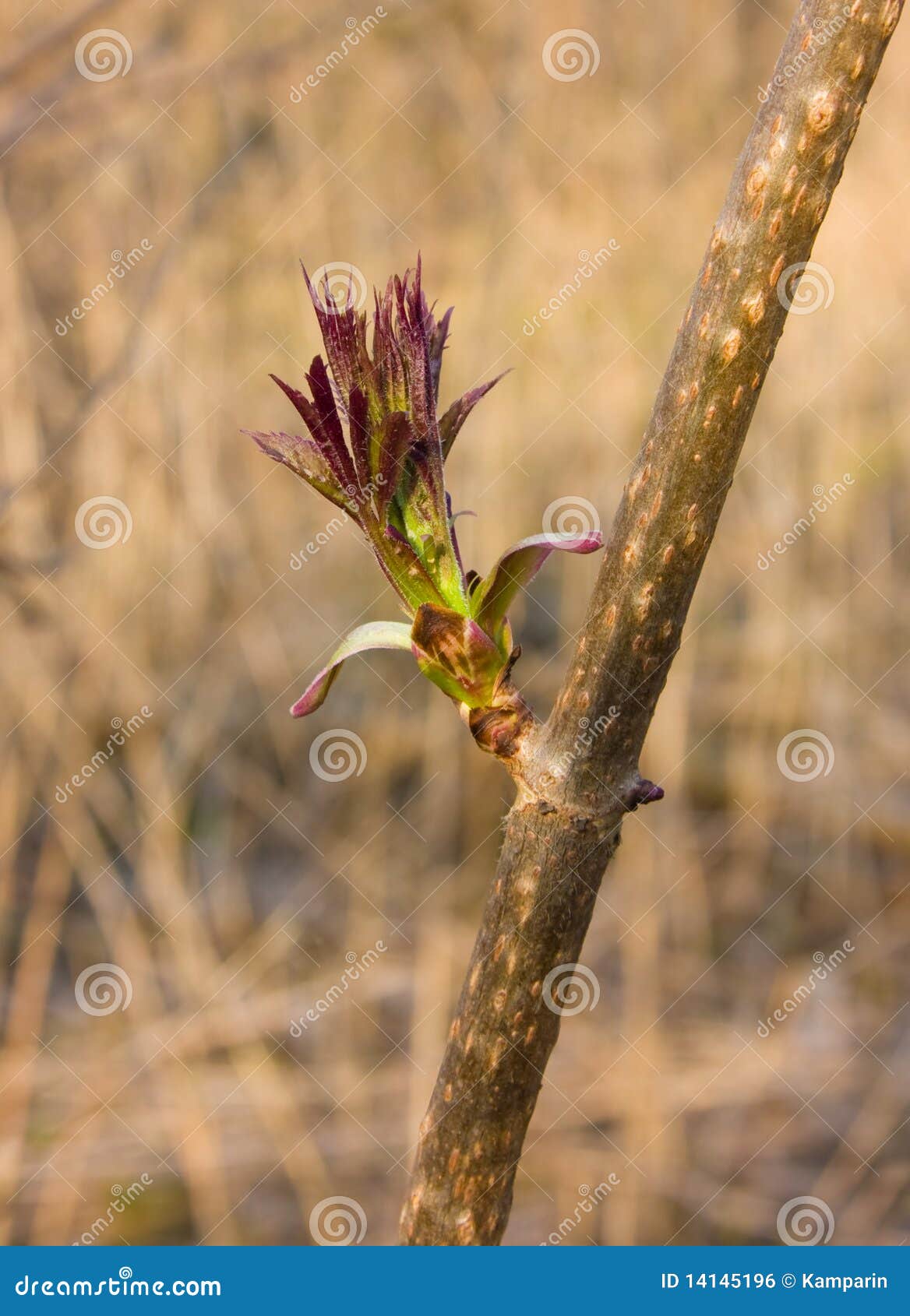 First leaf stock photo. Image of season, nature, tree - 14145196
