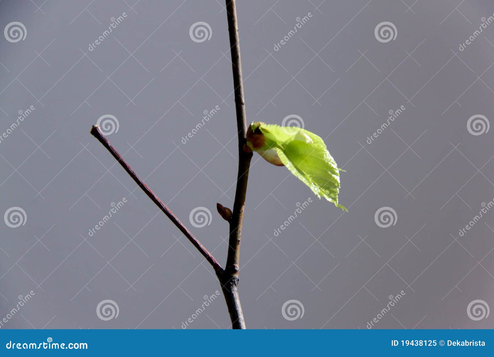 First Leaf Picture. Image: 19438125