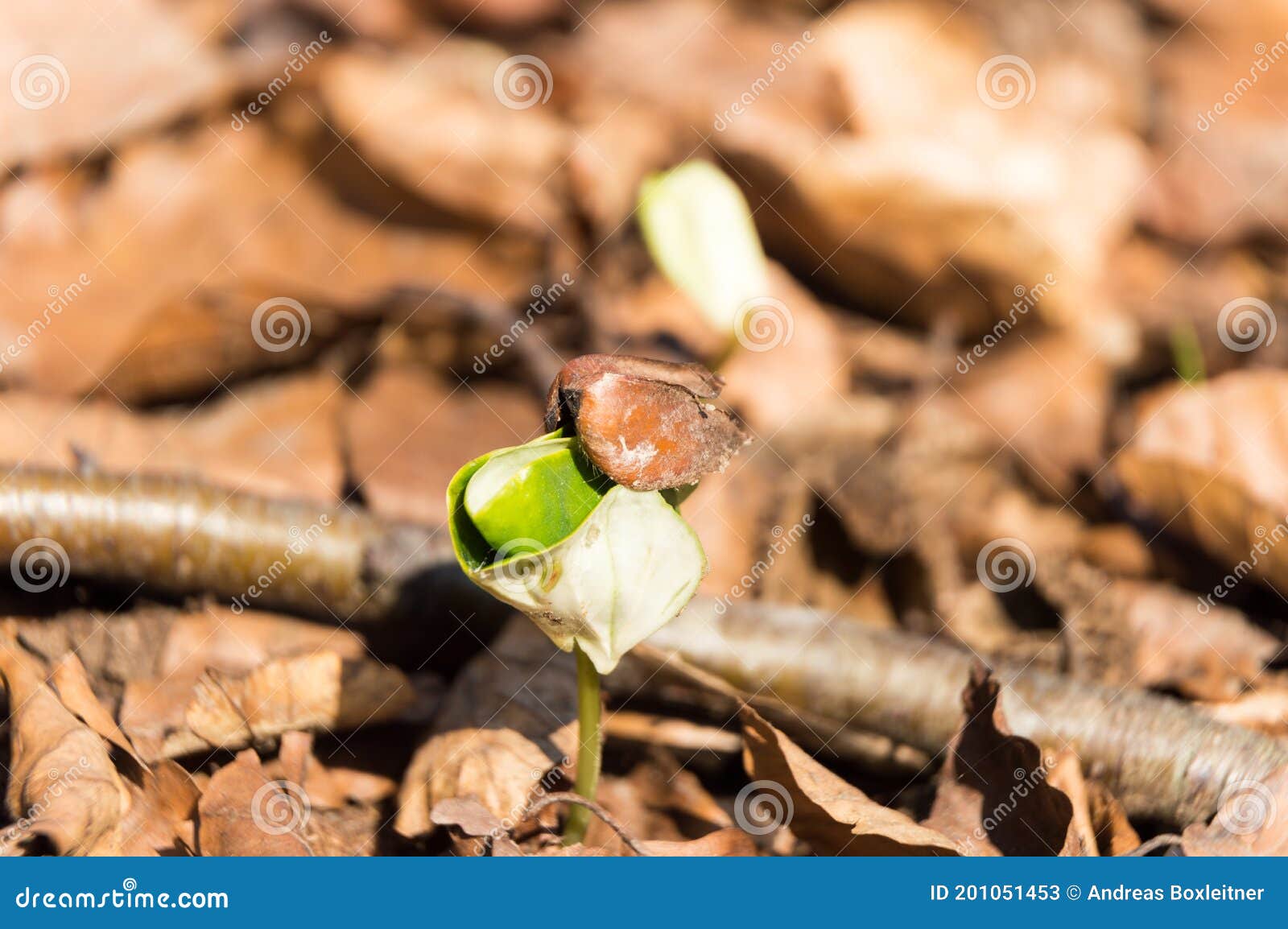 First Leaf of Beech Germ Bud Breaking through Ground Stock Image ...
