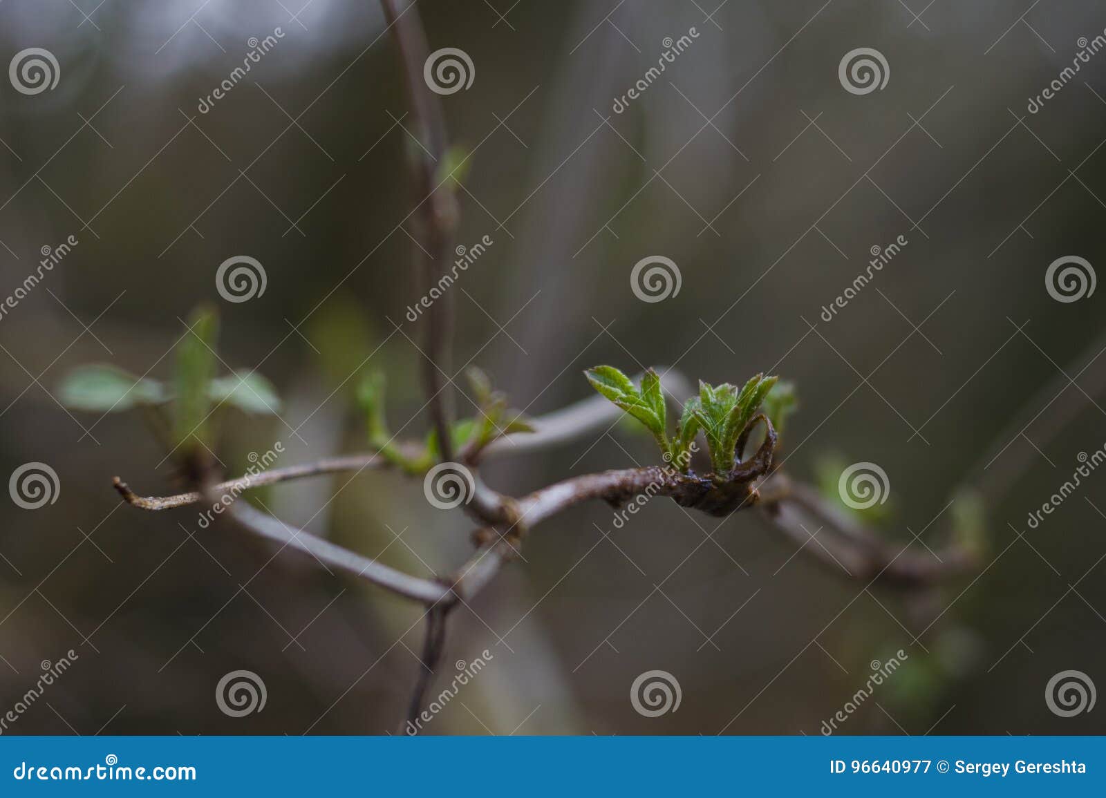 The first leaf stock image. Image of volyn, branch, branches - 96640977
