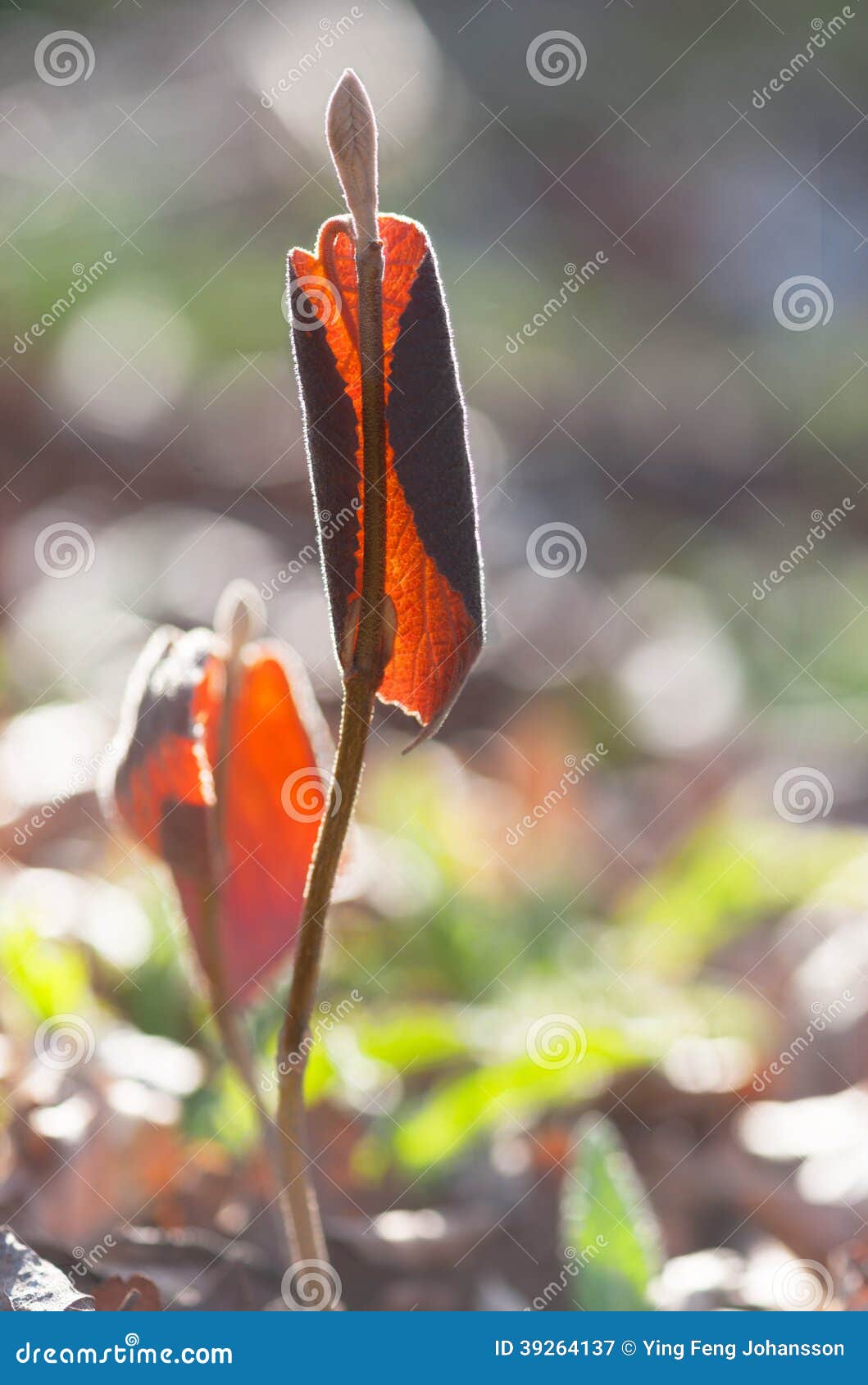First leaf in early spring stock image. Image of leaves - 39264137