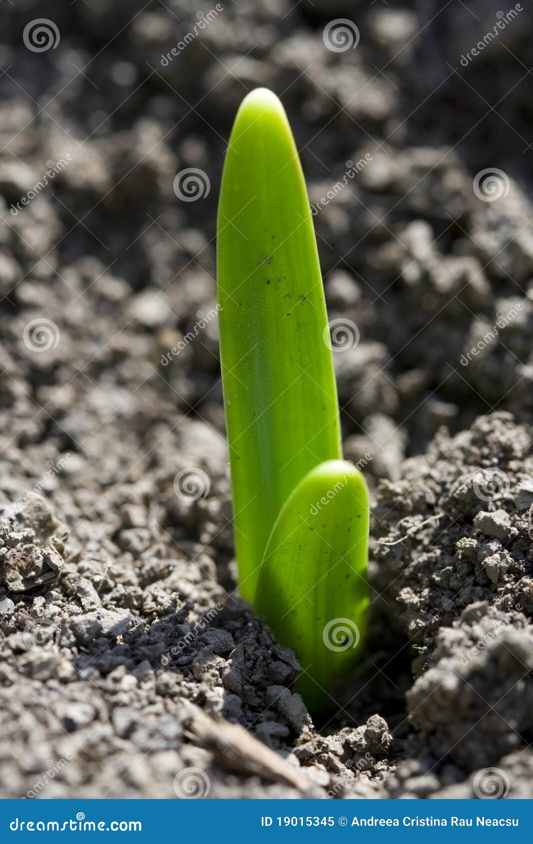 First leaf in spring stock image. Image of freshness - 19015345