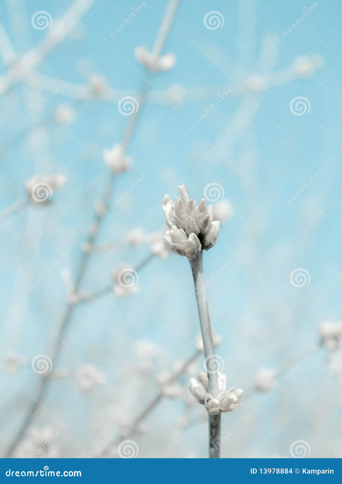 First leaves stock photo. Image of season, twig, nature - 13978884
