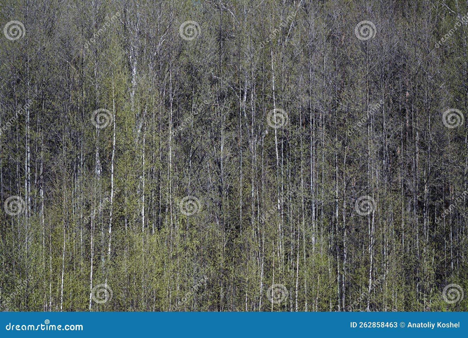 The First Leaves Appear In Spring In May On The Branches Of Trees In ...