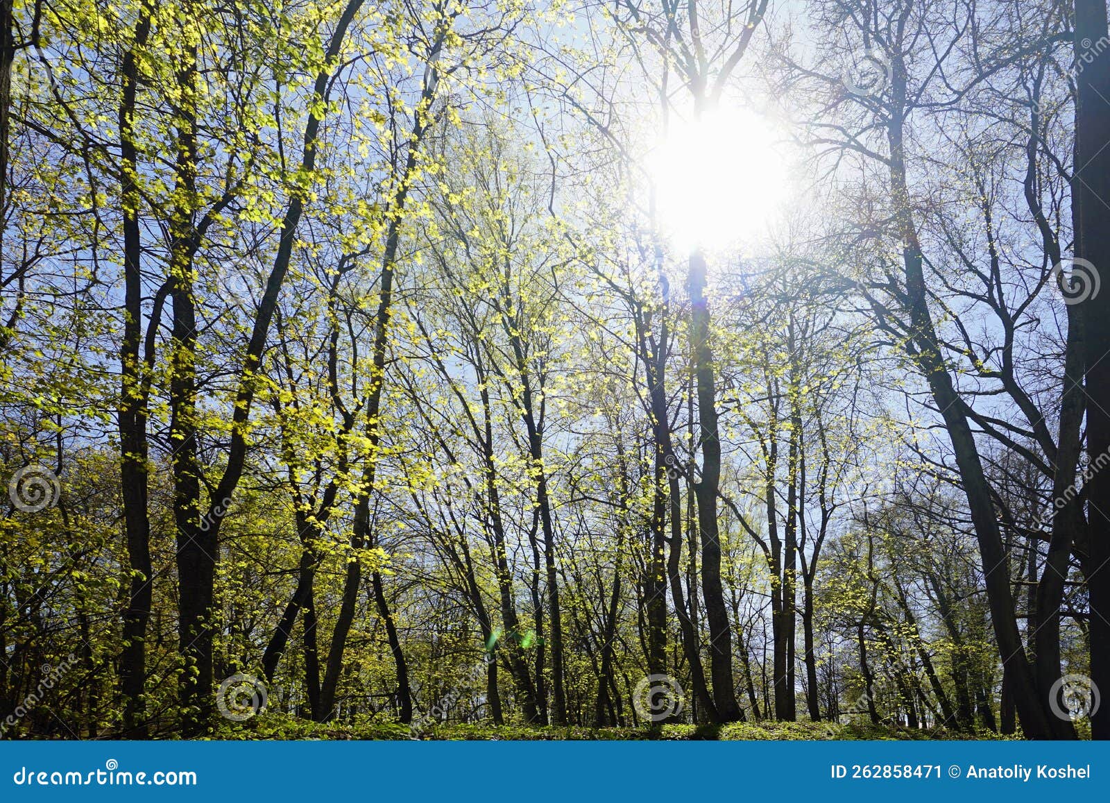 The First Leaves Appear in Spring in May on the Branches of Trees in ...