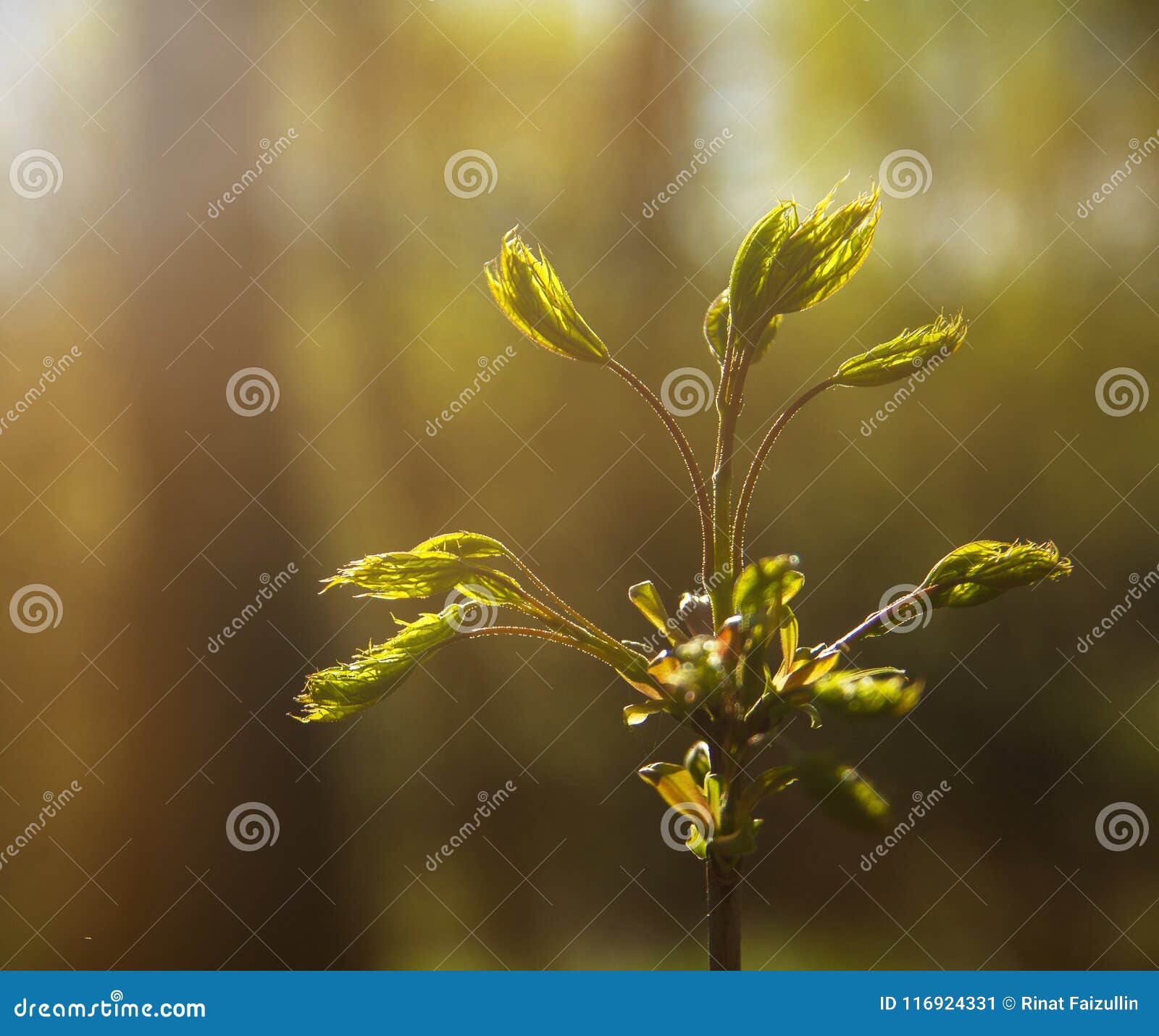 The First Leaves on a Branch of Mountain Ash in the Spring Forest Stock ...