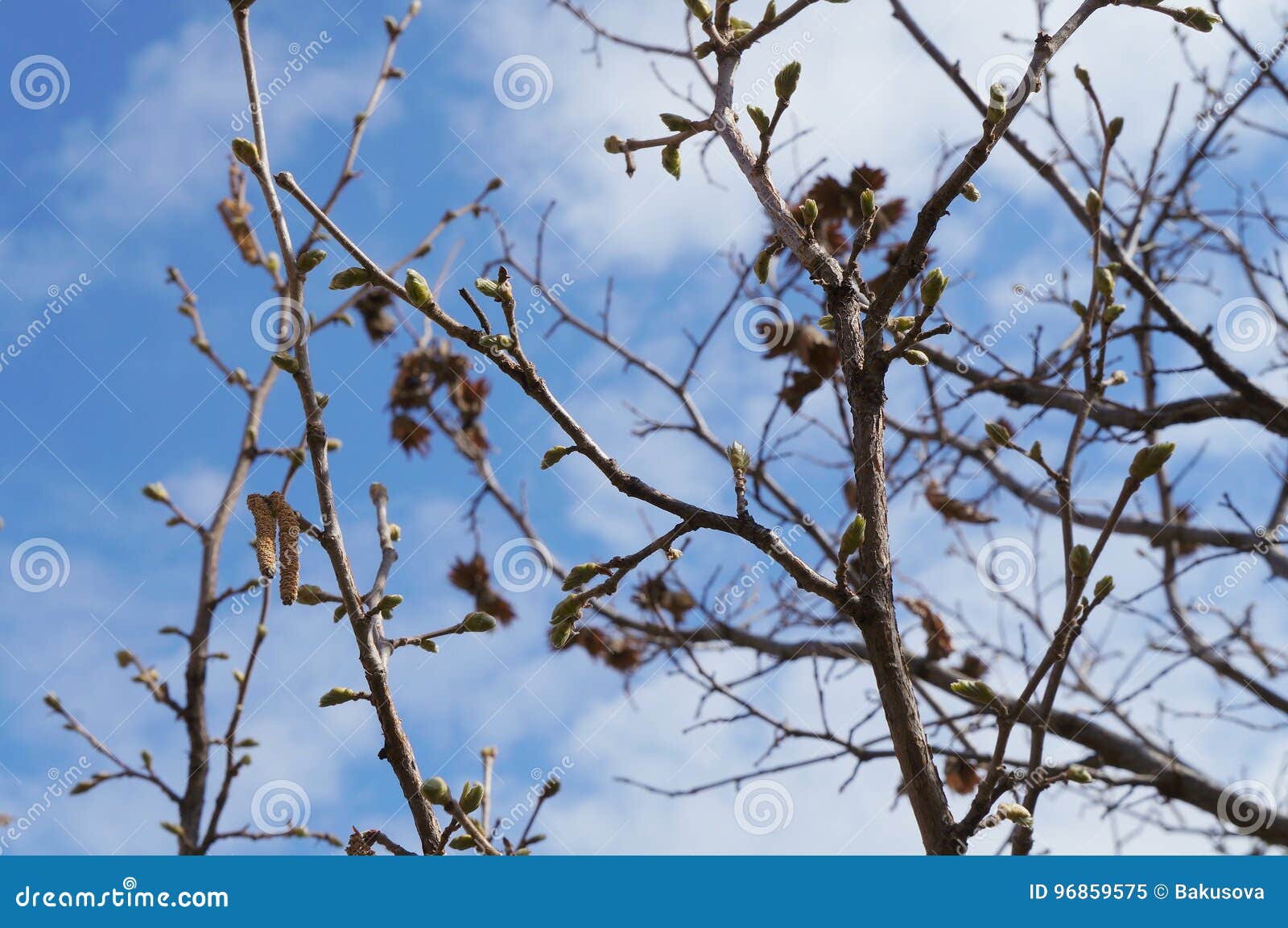 First Leaves Beginning To Grow on the Tree in Spring Stock Image ...