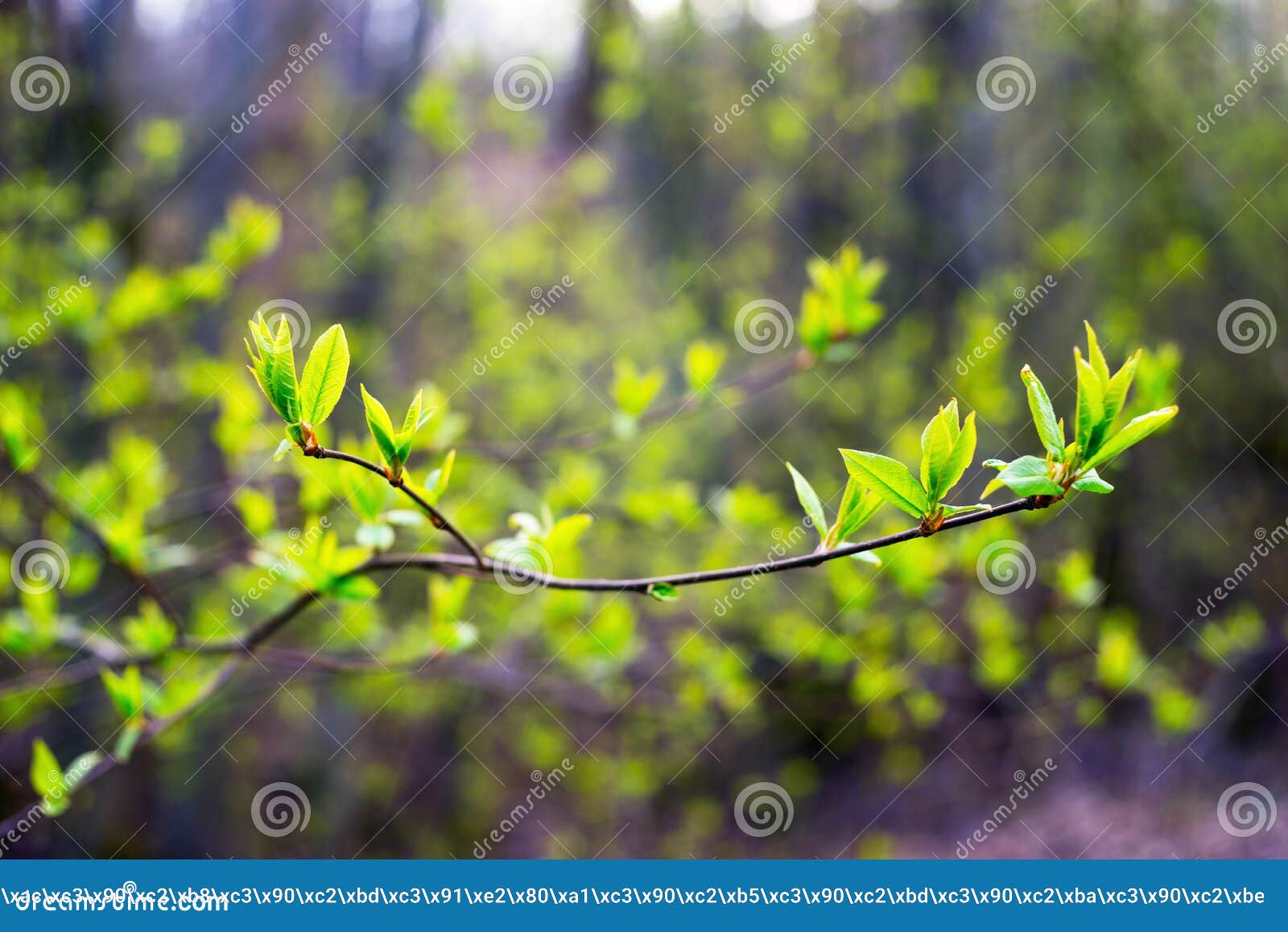 The First Leaves on the Branch Stock Photo - Image of beginning, greens ...