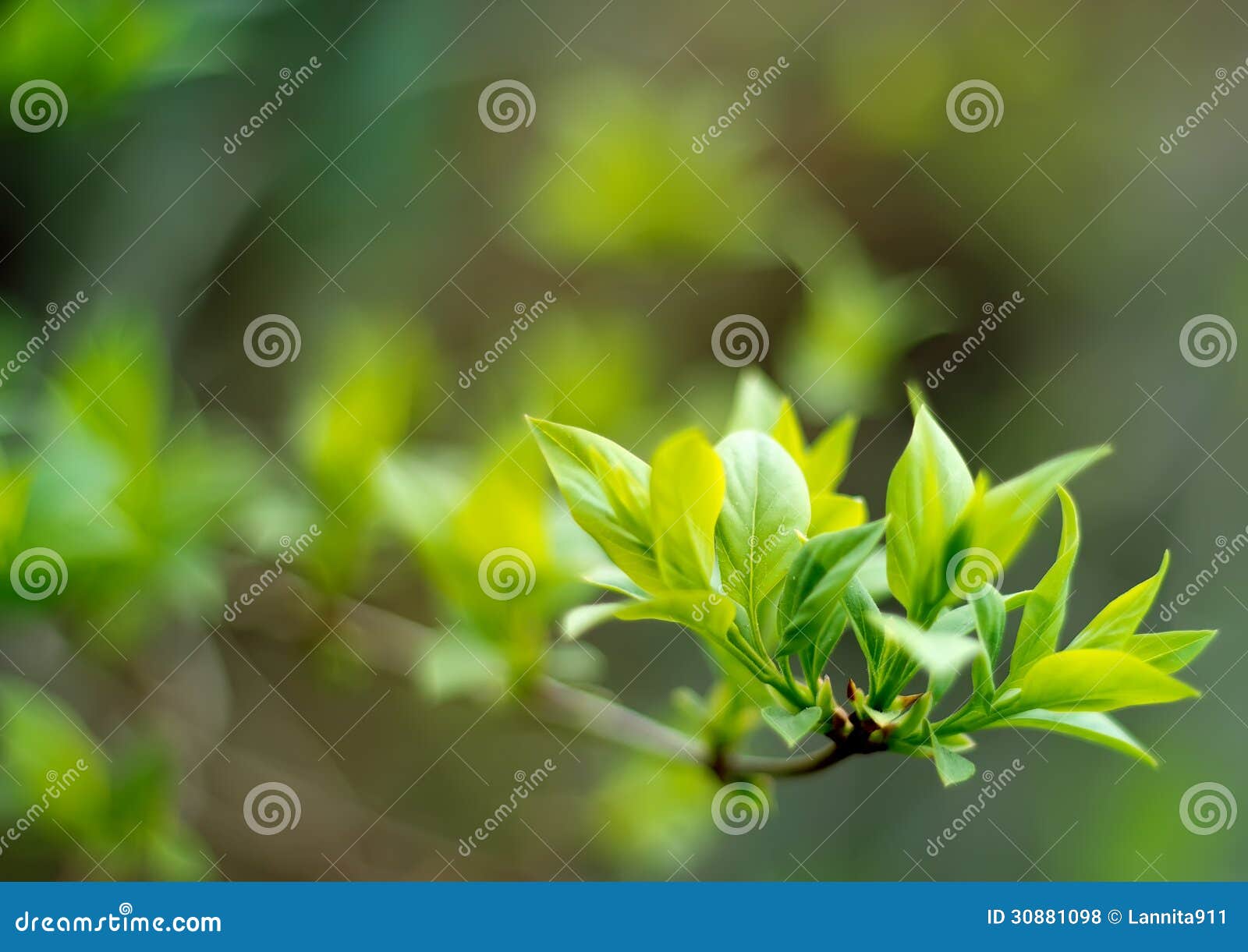 The first leaves stock photo. Image of tree, lilac, morning - 30881098
