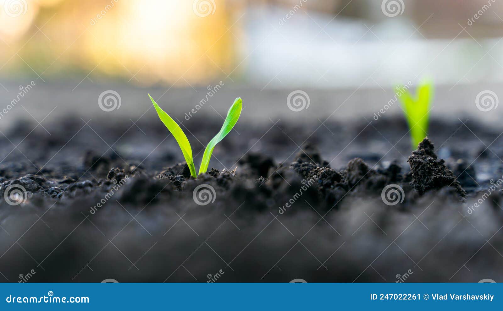 The First Leaves of Corn from the Ground Close-up Stock Image - Image ...
