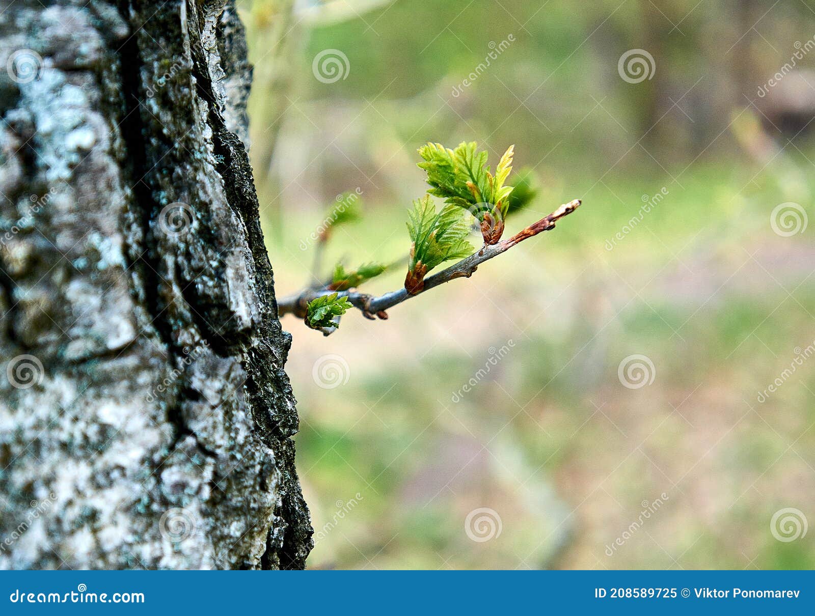 The First Leaves on the Tree. Stock Image - Image of plant, emerging ...