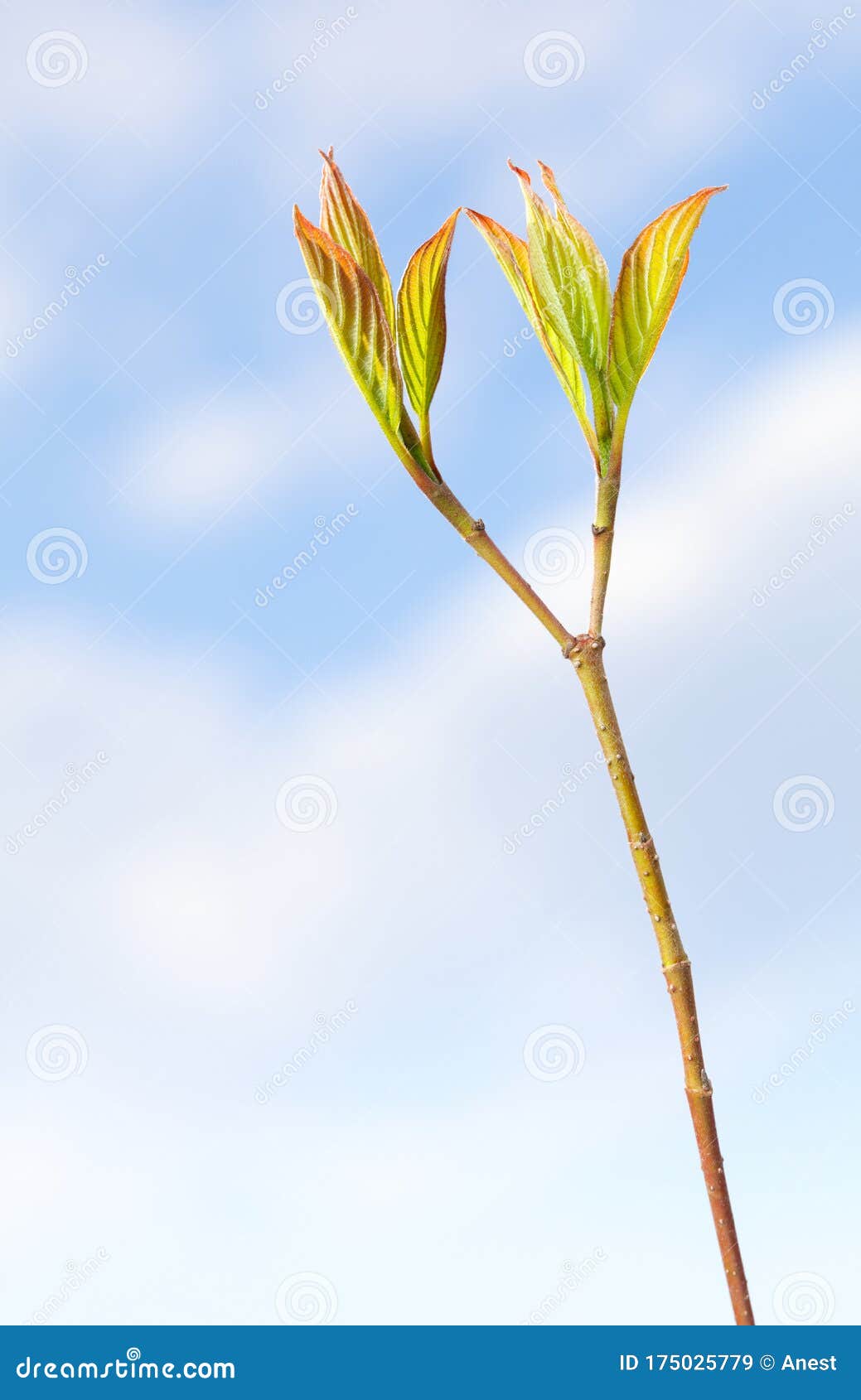 First Leaves at Forked Twig Stock Image - Image of newborn, growth ...