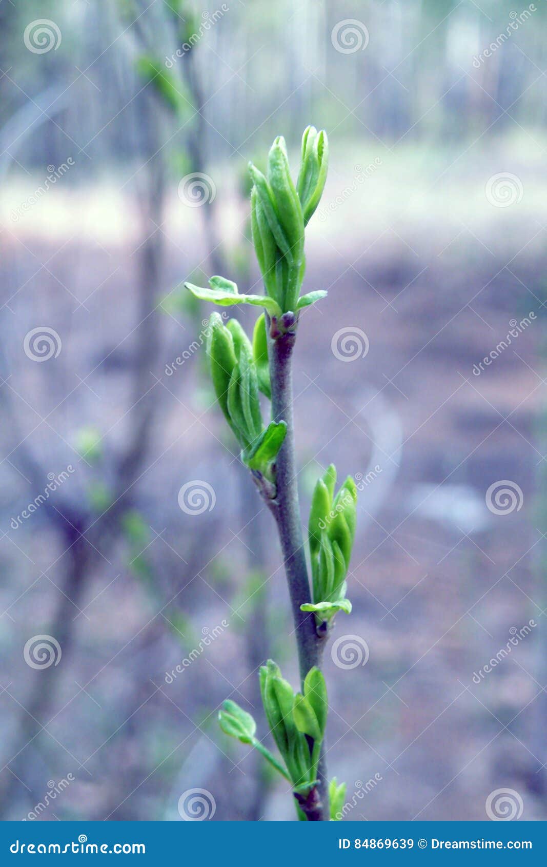 The first leaves stock image. Image of feuilles, printemps - 84869639