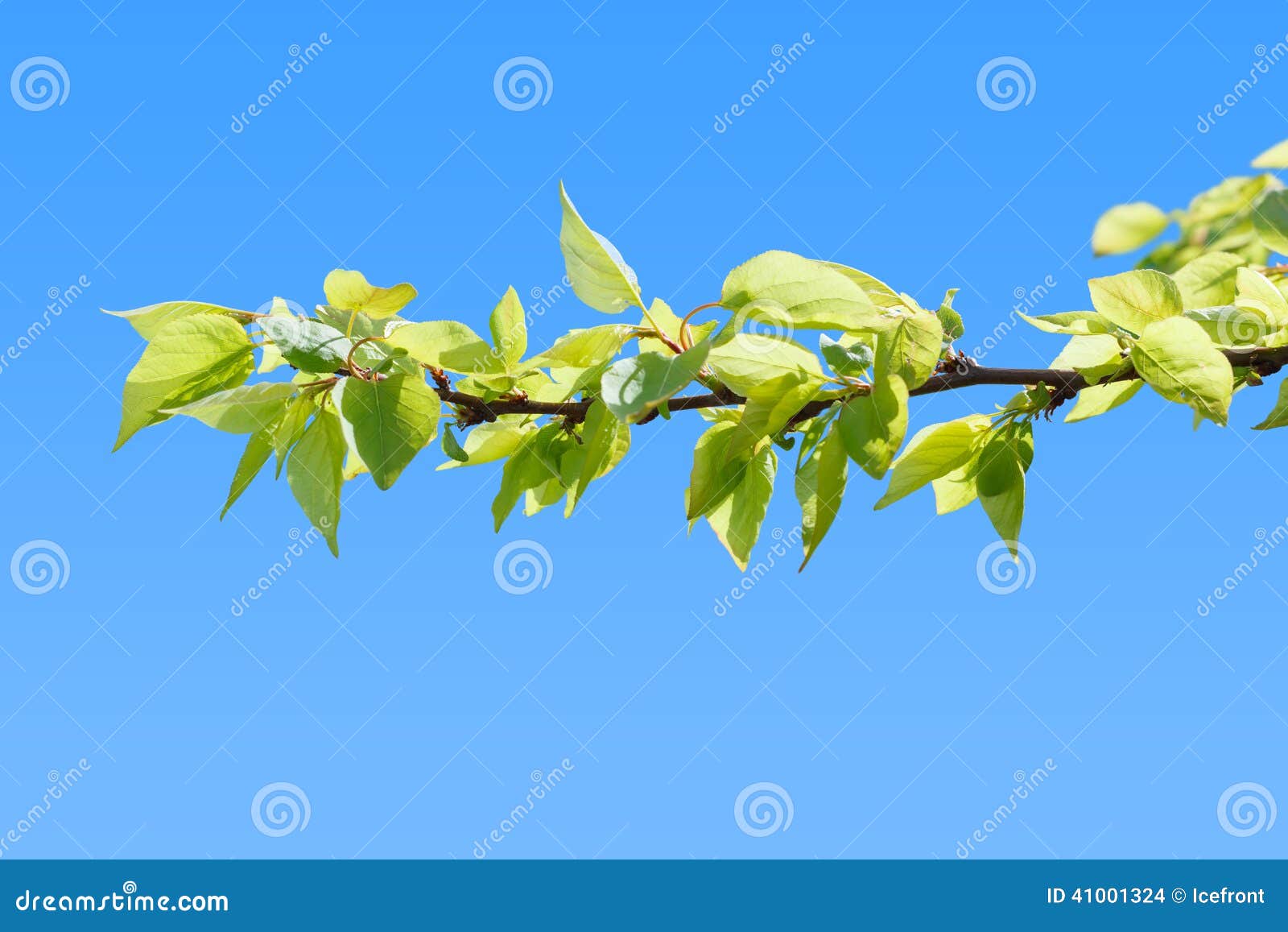 First Leaves on Peach Tree Branch Stock Photo - Image of plant ...