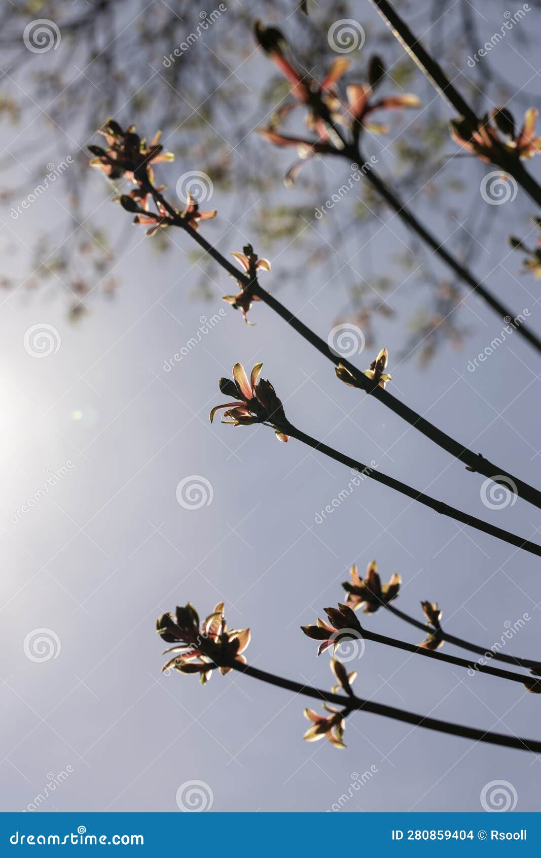 The First Leaves on a Red Maple in Early Spring, the First Foliage ...