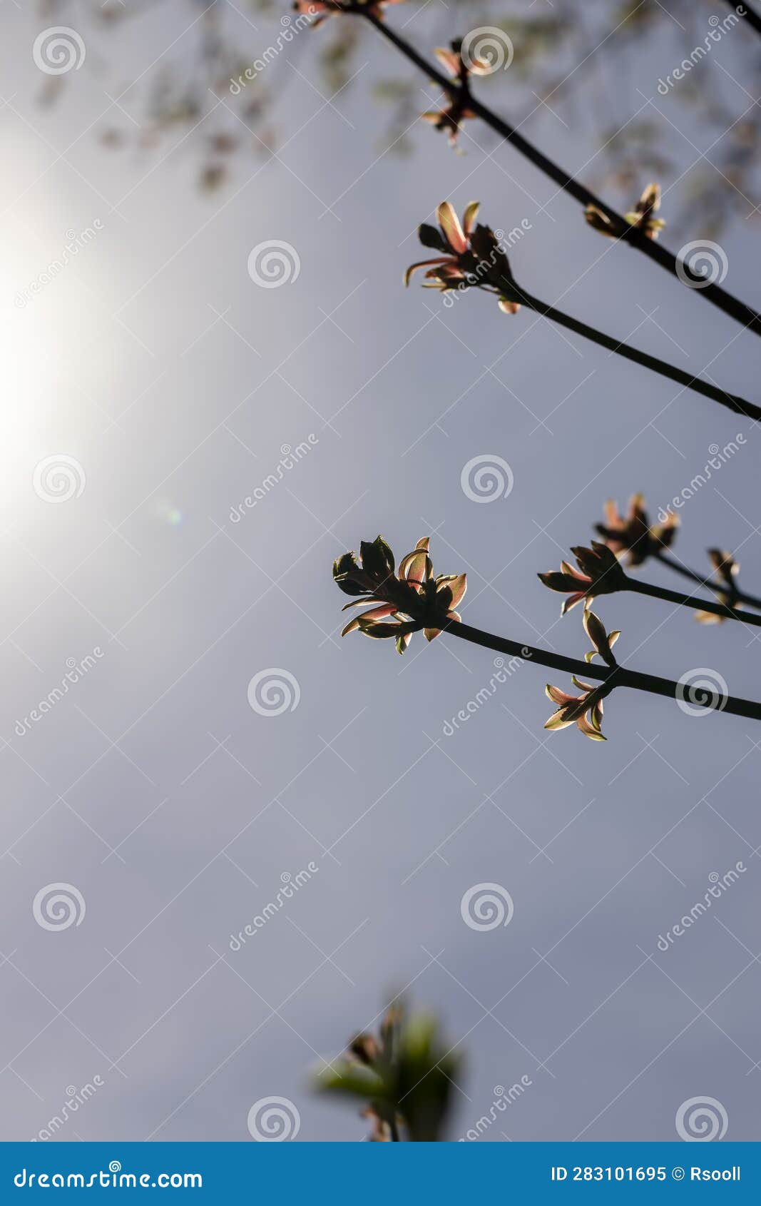 The First Leaves on a Red Maple in Early Spring, the First Foliage ...