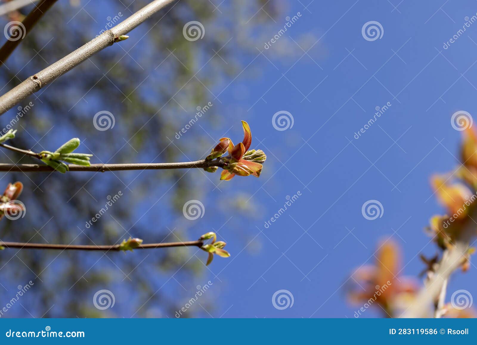 The First Leaves on a Red Maple in Early Spring, the First Foliage ...