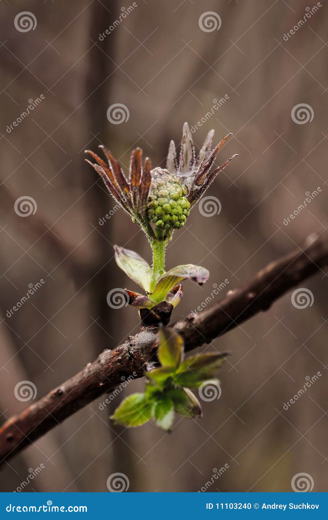 First leaves of spring stock photo. Image of blossom - 11103240