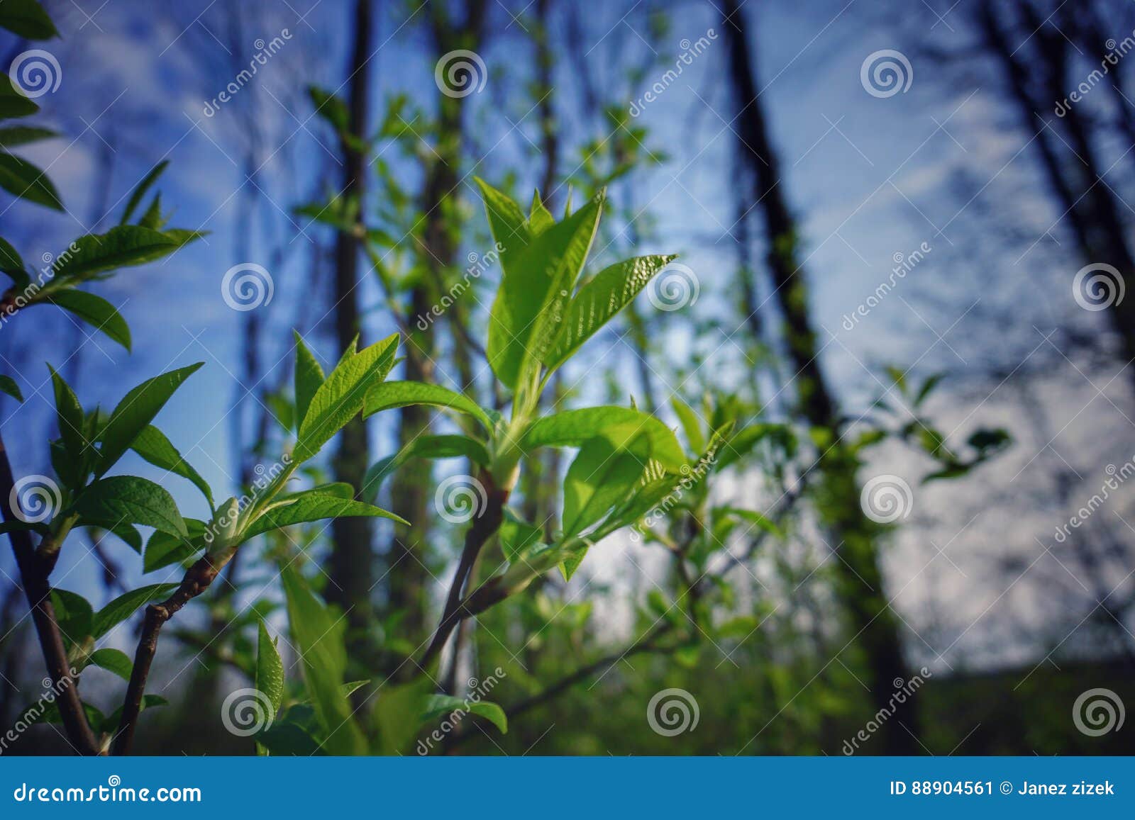 First leaves stock image. Image of spring, leaves, naturelovers - 88904561