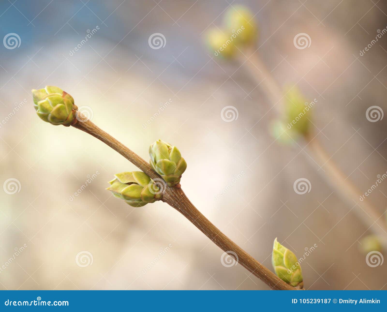 The first leaves of spring stock image. Image of bokeh - 105239187