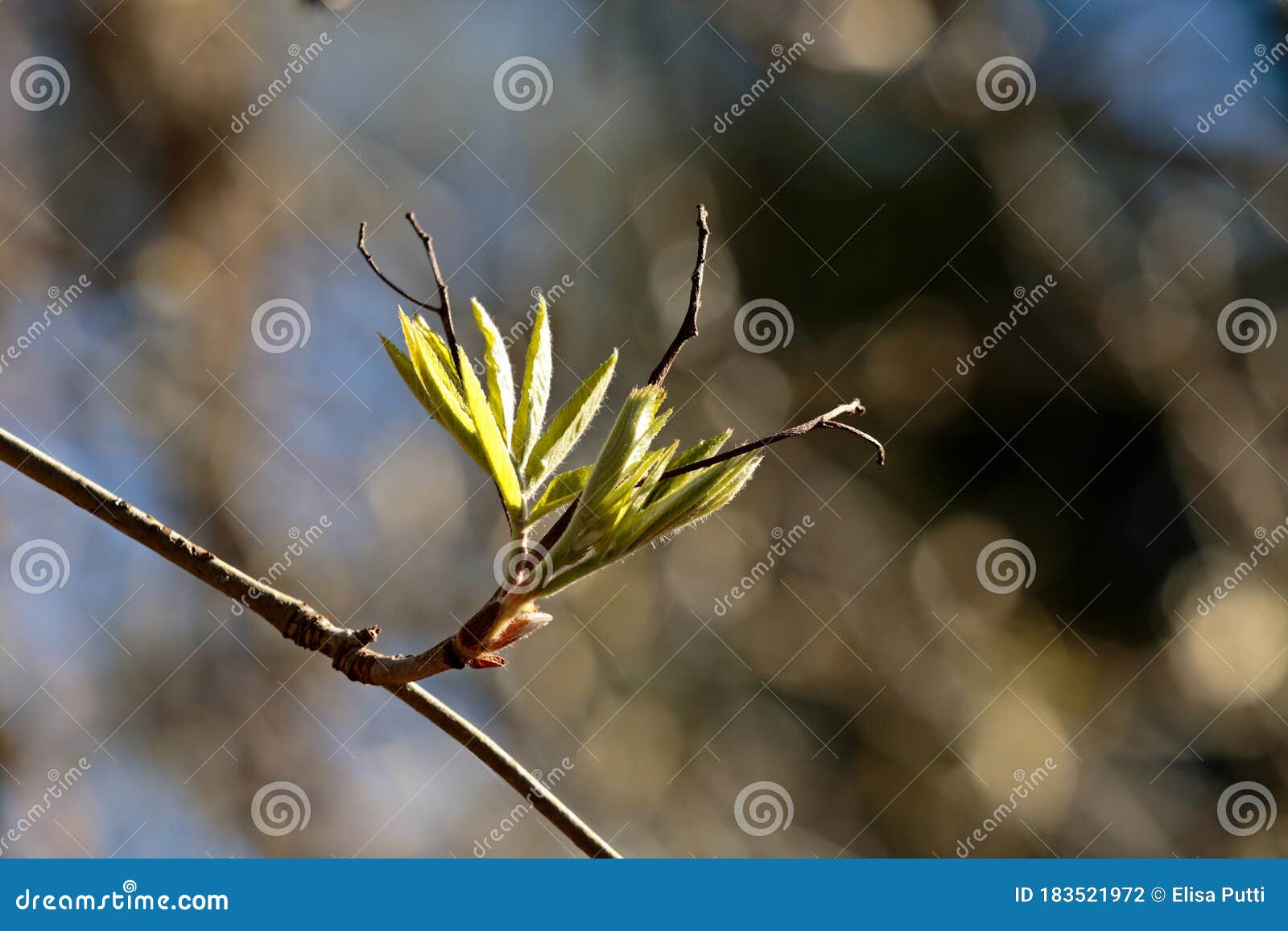 The First Leaves of Spring are Bursting Stock Photo - Image of sorbus ...