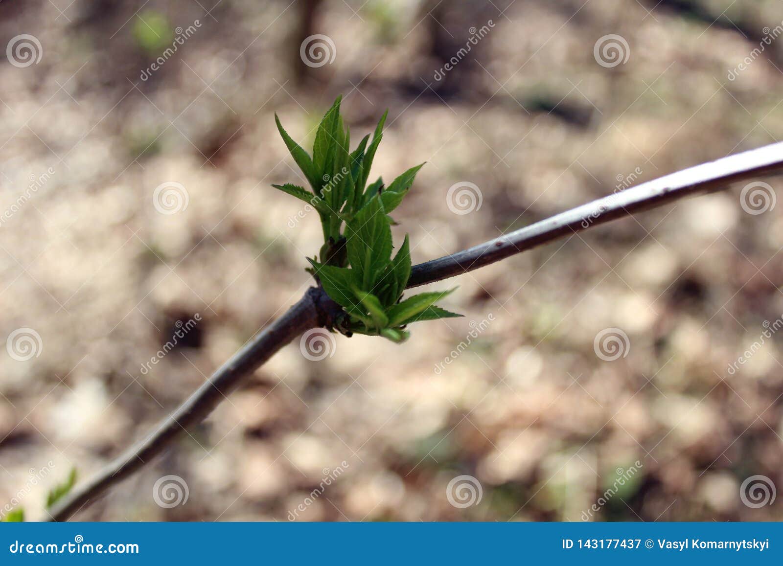 The First Leaves in the Spring Stock Image - Image of botanical, break ...
