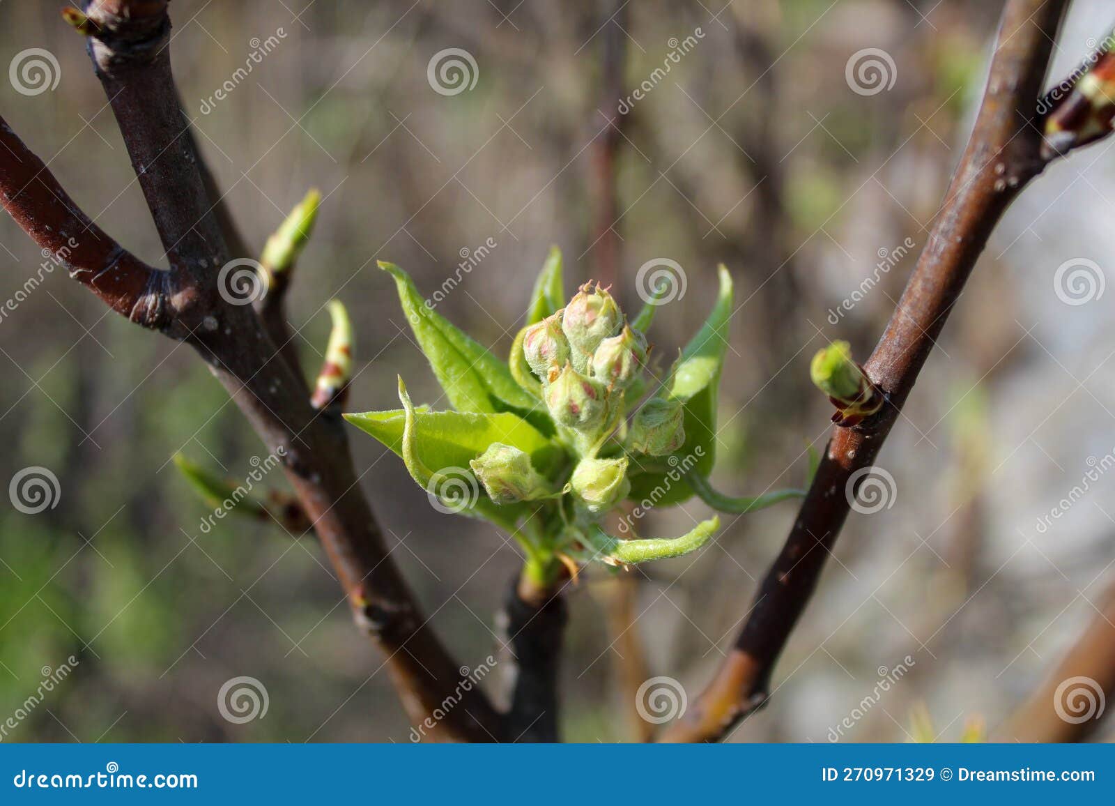 The First Leaves in Spring on a Tree and Flowering Stock Image - Image ...