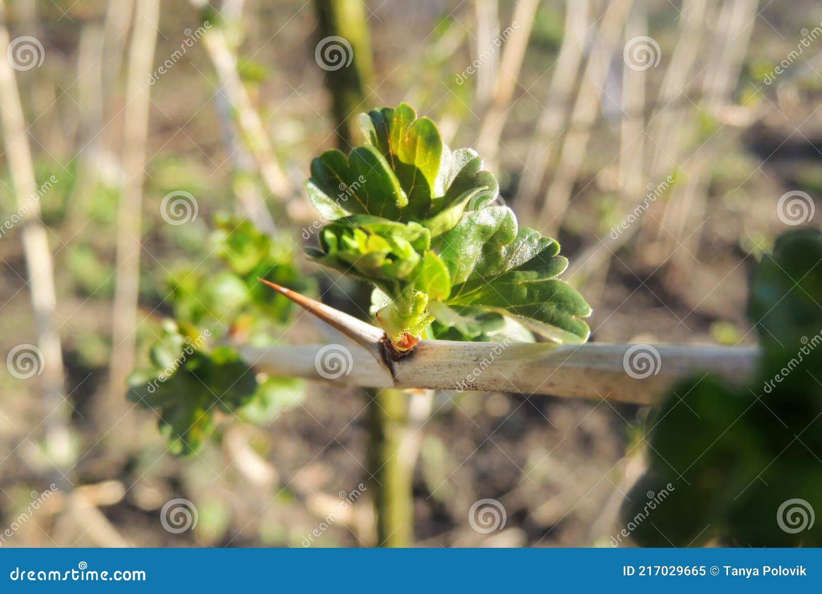 The First Leaves Sprout on the Trees Stock Image - Image of green ...