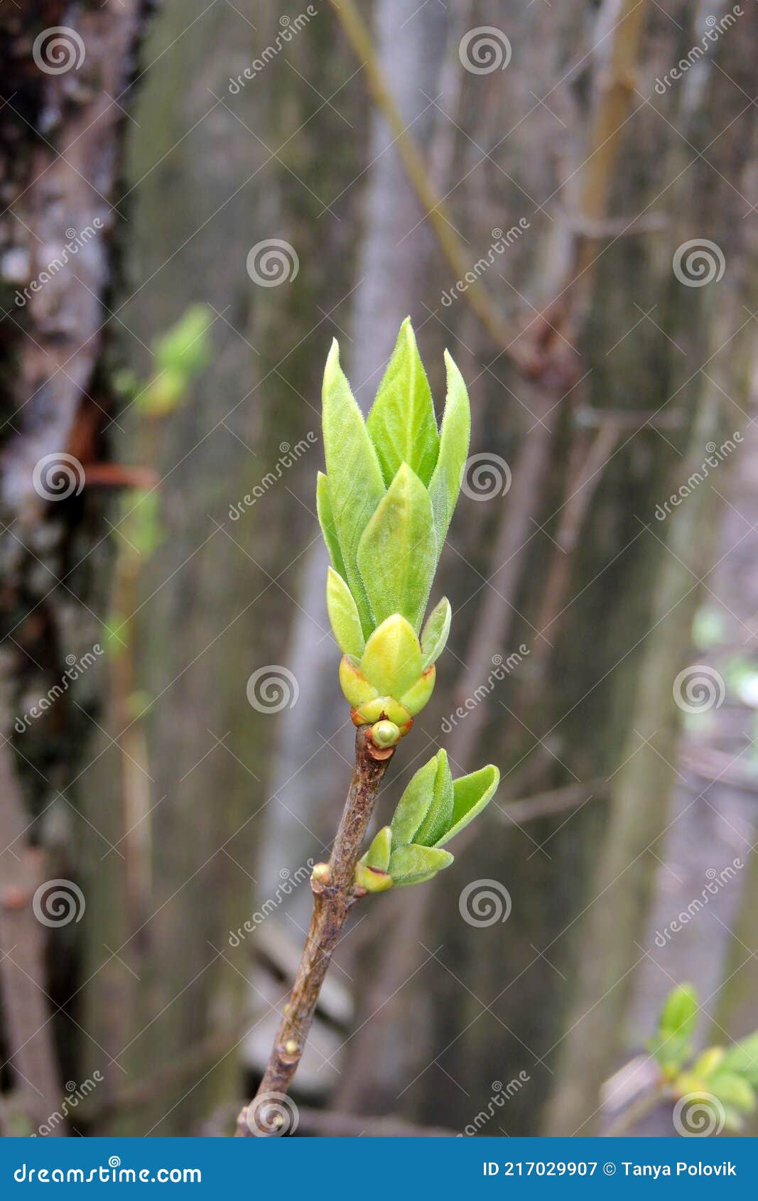 The First Leaves Sprout on the Trees Stock Image - Image of environment ...