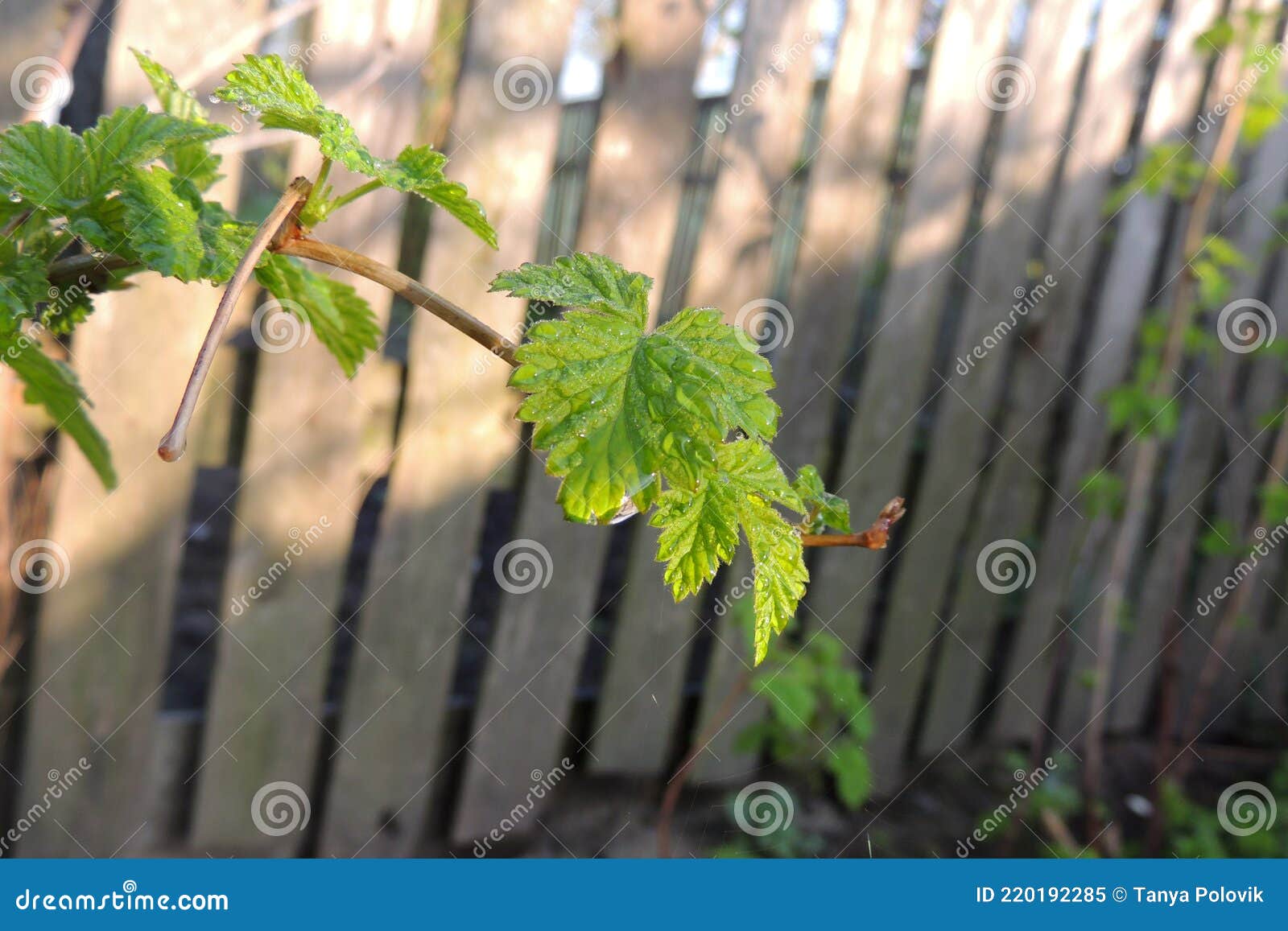 The First Leaves Sprout on the Trees Stock Image - Image of forest ...