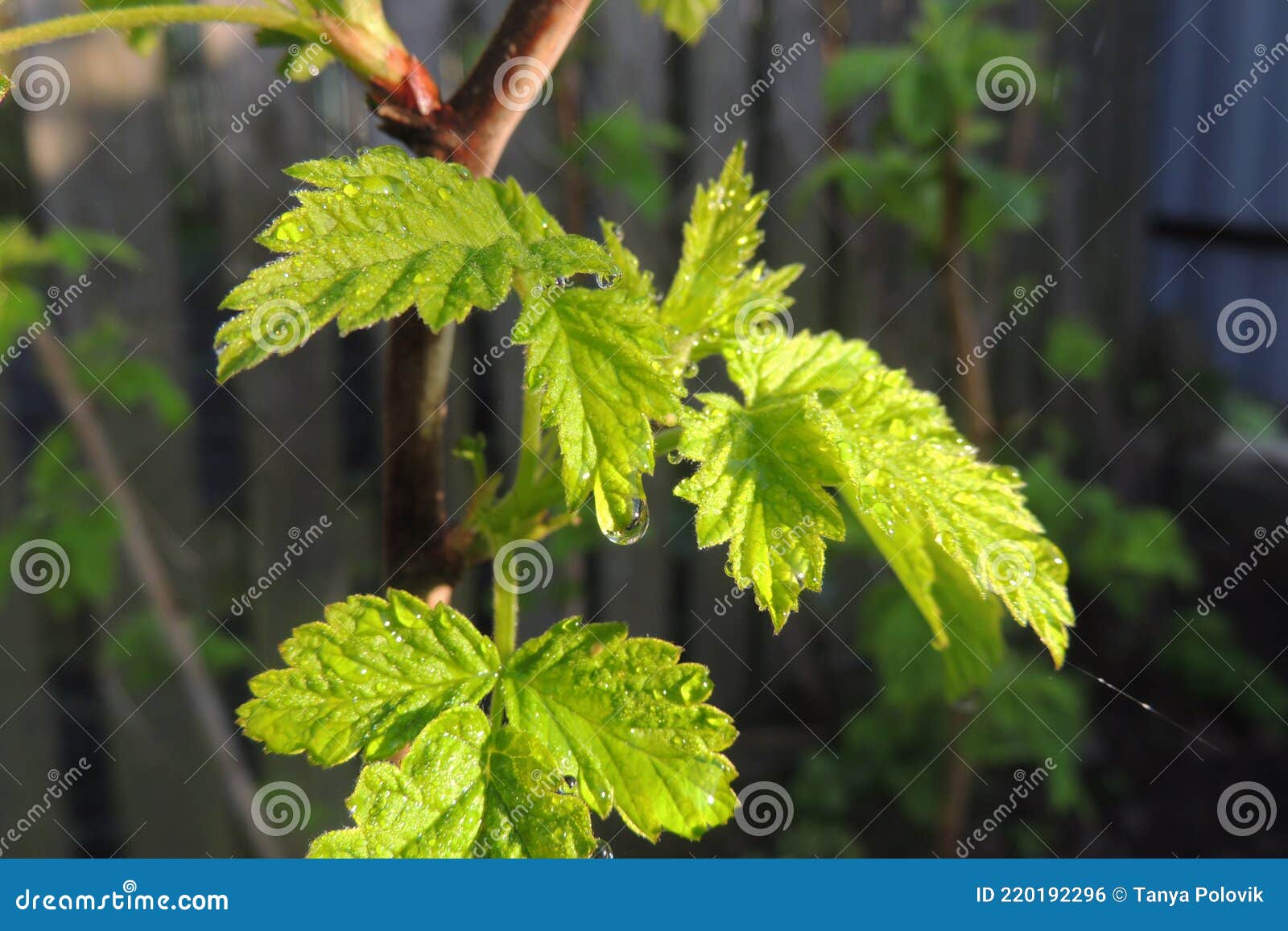 The First Leaves Sprout on the Trees Stock Photo - Image of botanical ...