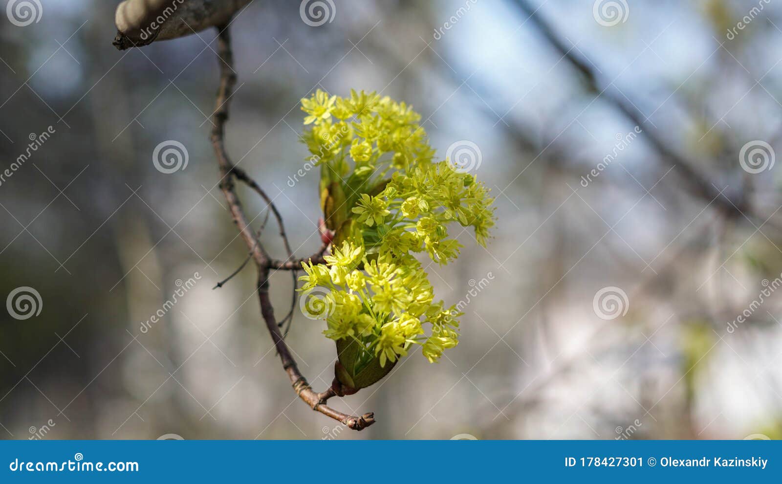 The First Leaves in a Sunny, Spring Quiet Stock Image - Image of space ...