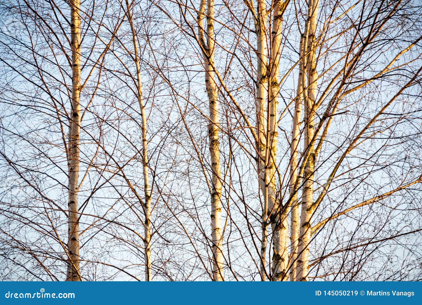 First Leaves on Tree Branches in Spring Stock Image - Image of nature ...