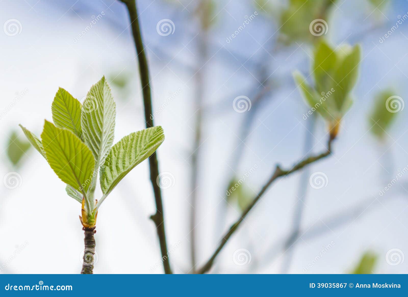 First Leaves on Tree in Spring Stock Image - Image of flower, growth ...