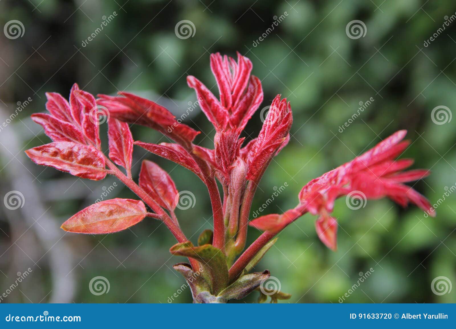 First leaves stock photo. Image of green, outdoor, macro - 91633720