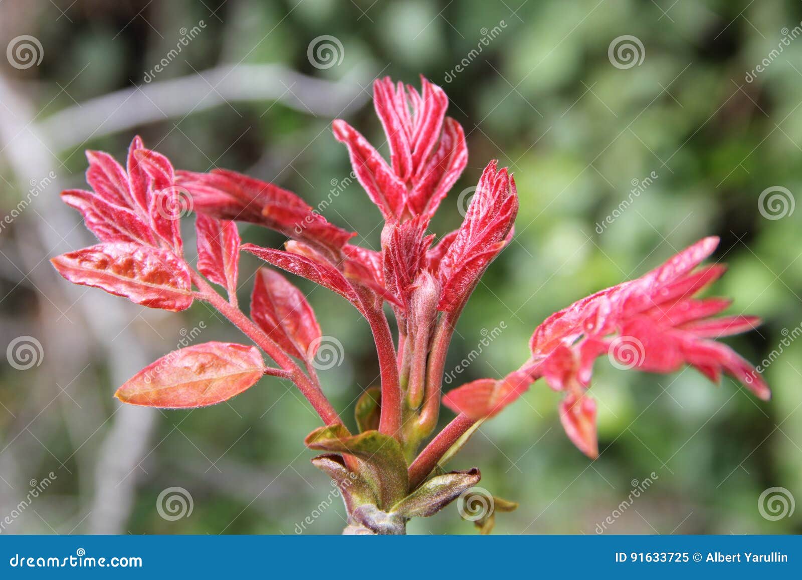 First leaves stock image. Image of nature, natural, spring - 91633725