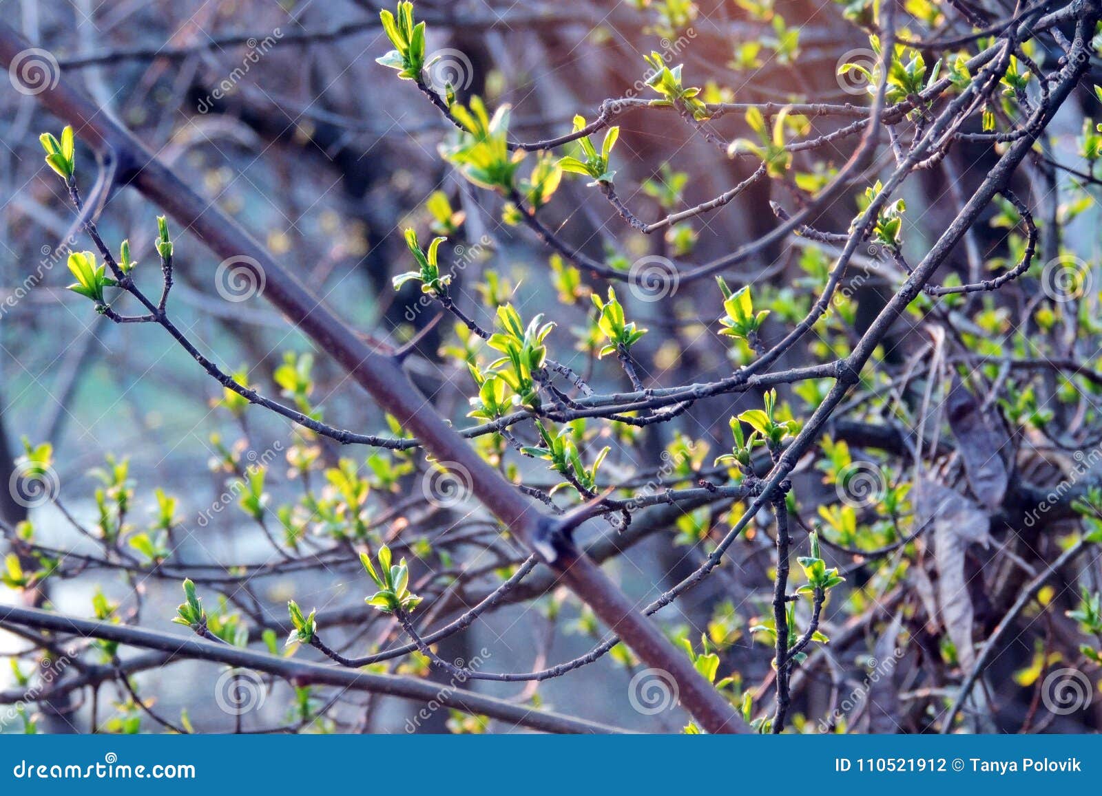 The First Leaves on the Trees Stock Photo - Image of growth, nature ...