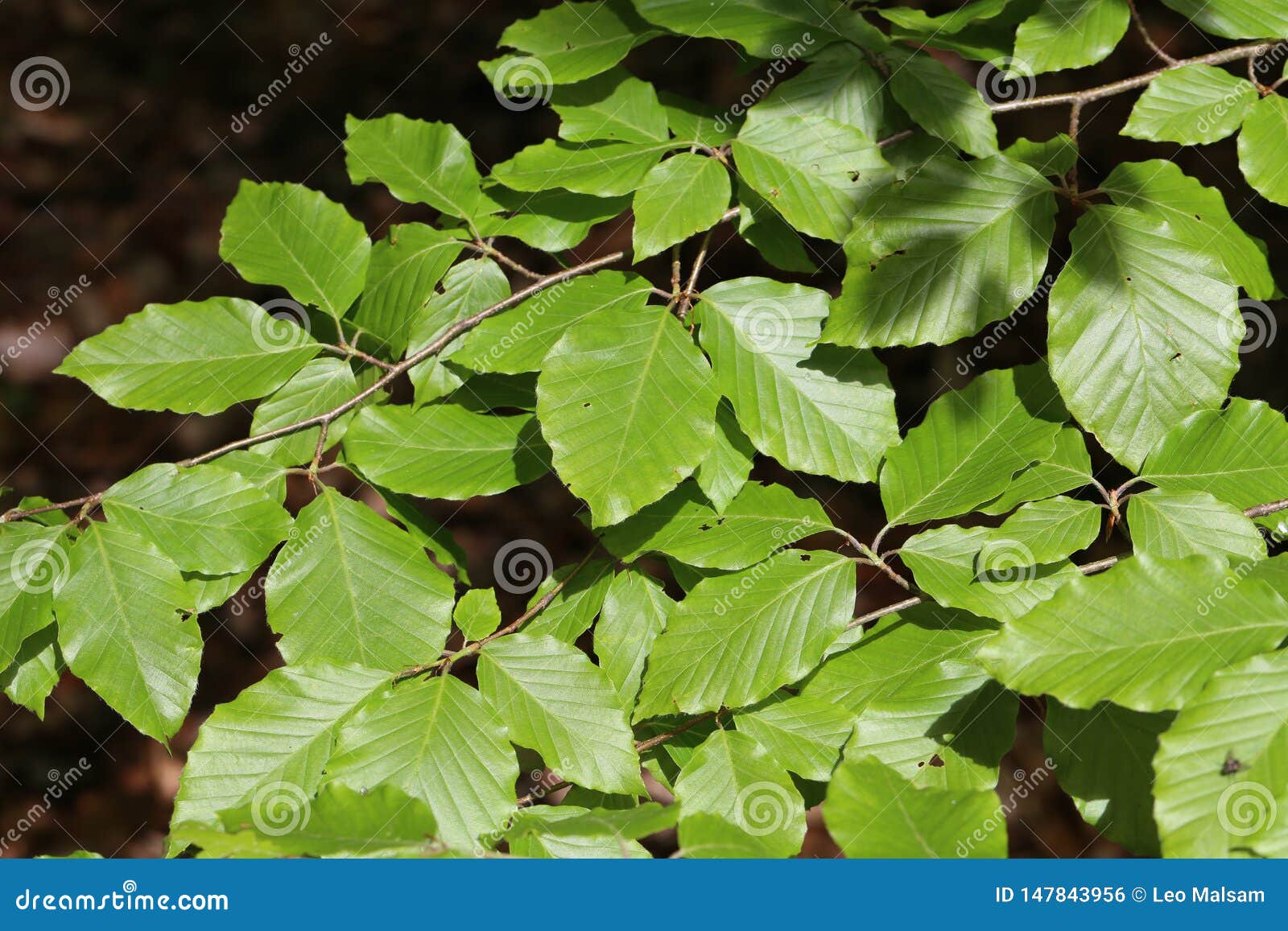 First Leaves on Trees in Spring Forest Stock Photo - Image of nature ...